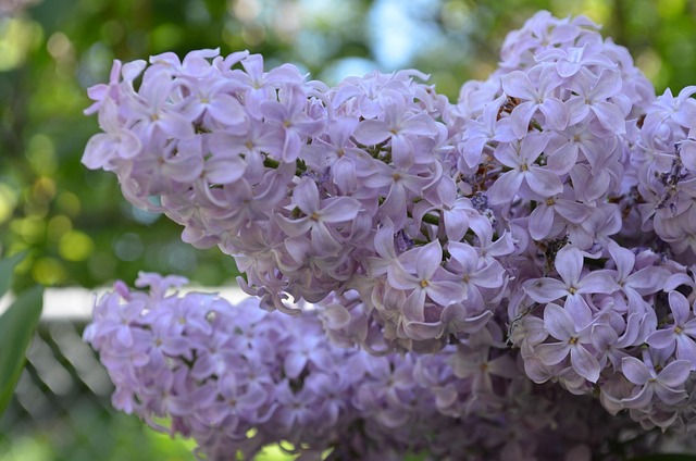 Flores Lilases Primavera - Foto gratuita no Pixabay - Pixabay