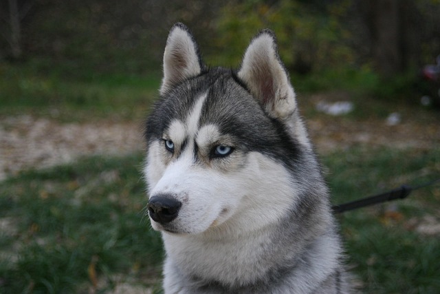 Røde Husky Blå øyne