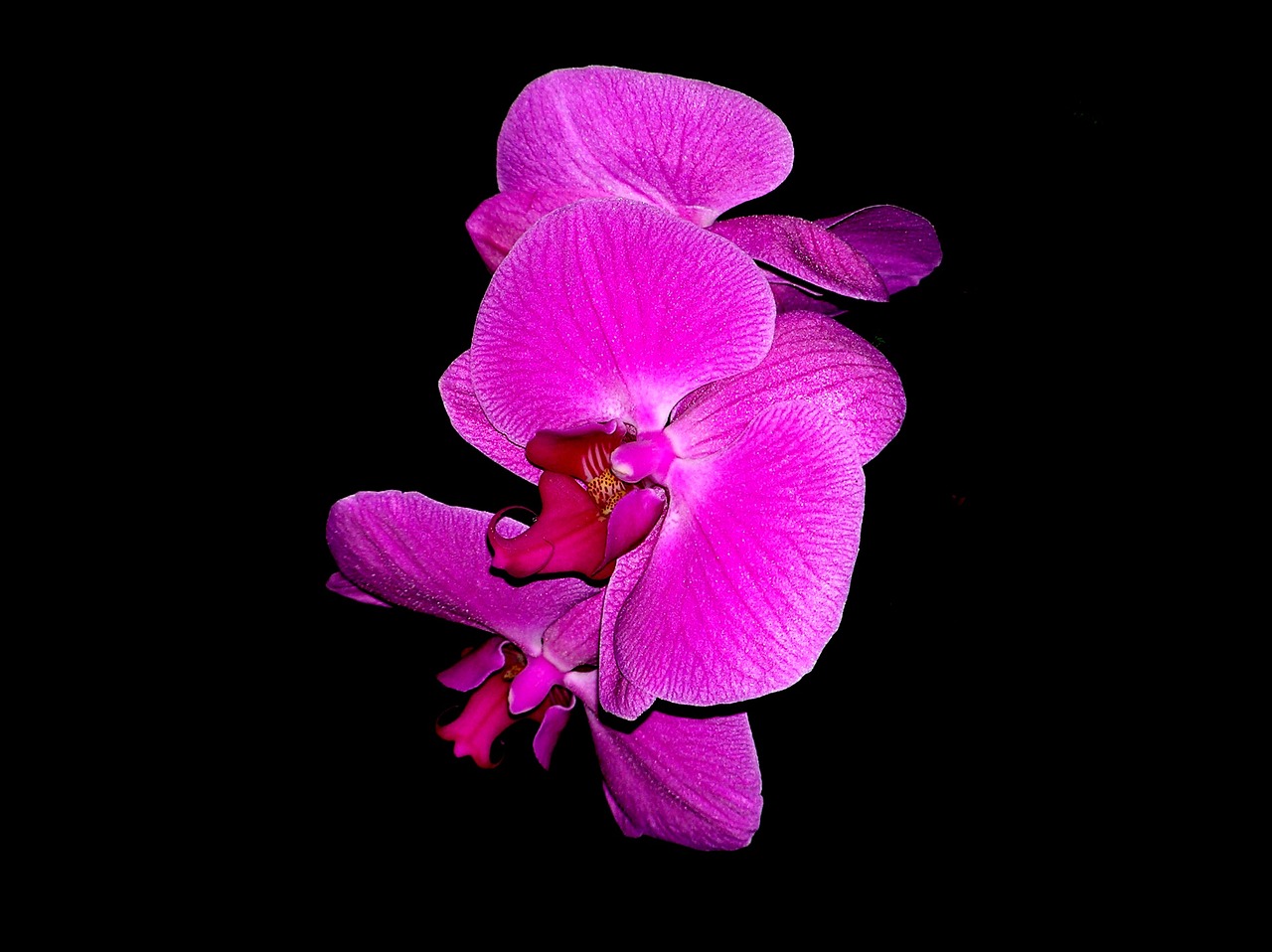 Orchidée Fleur Nature - Photo gratuite sur Pixabay - Pixabay