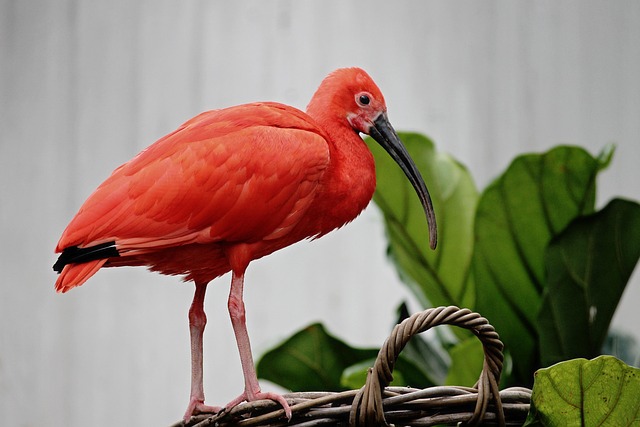 Ibis Red Scarlet - Free photo on Pixabay