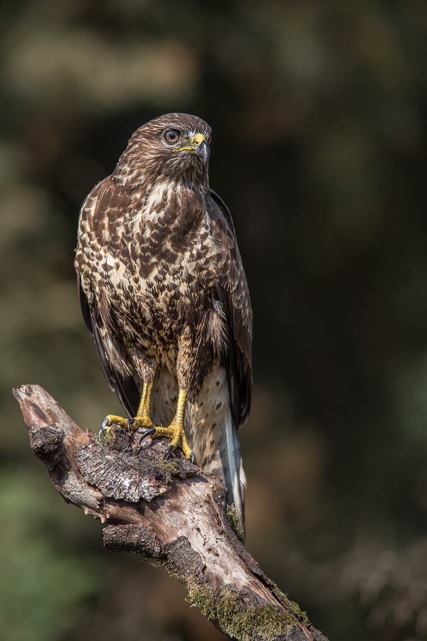 Bird Of Prey - Free photo on Pixabay