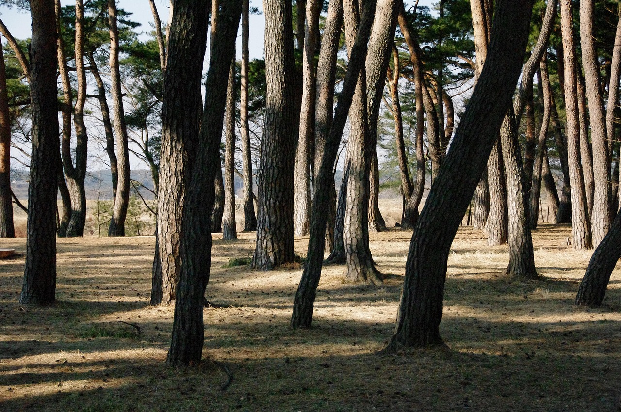 Pine Forest - Free photo on Pixabay