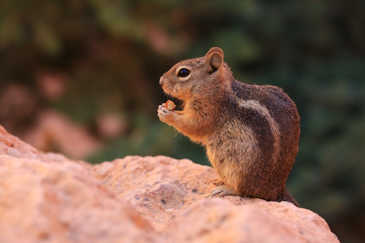 Chipmunk Nature Wildlife - Free photo on Pixabay