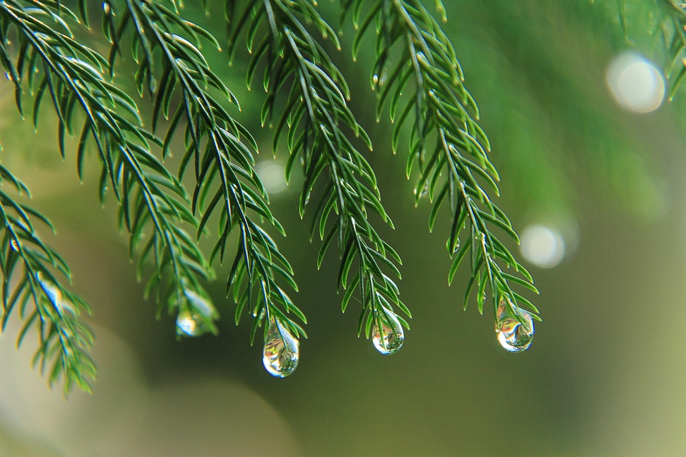 Branches Prickly Pine - Free photo on Pixabay