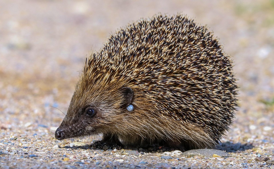 Animal Erizo Estimular - Foto gratis en Pixabay - Pixabay