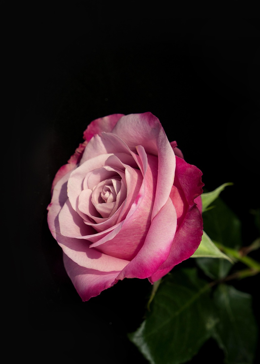 Naturaleza Sentir Rosa - Foto gratis en Pixabay - Pixabay