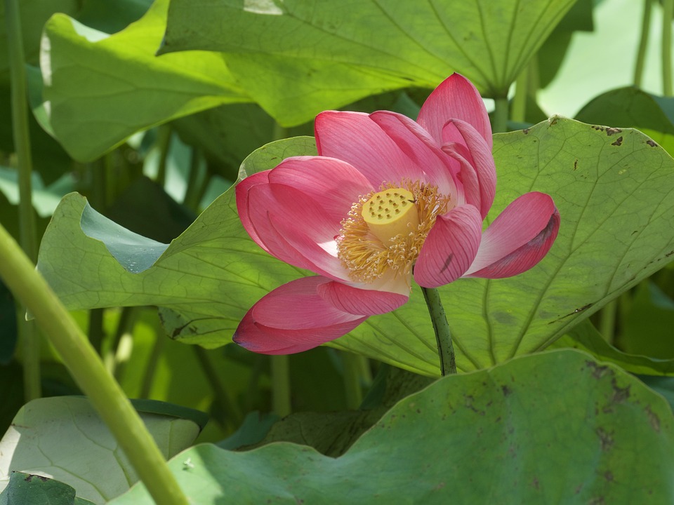 Fleur Lotus Feuille De - Photo gratuite sur Pixabay - Pixabay