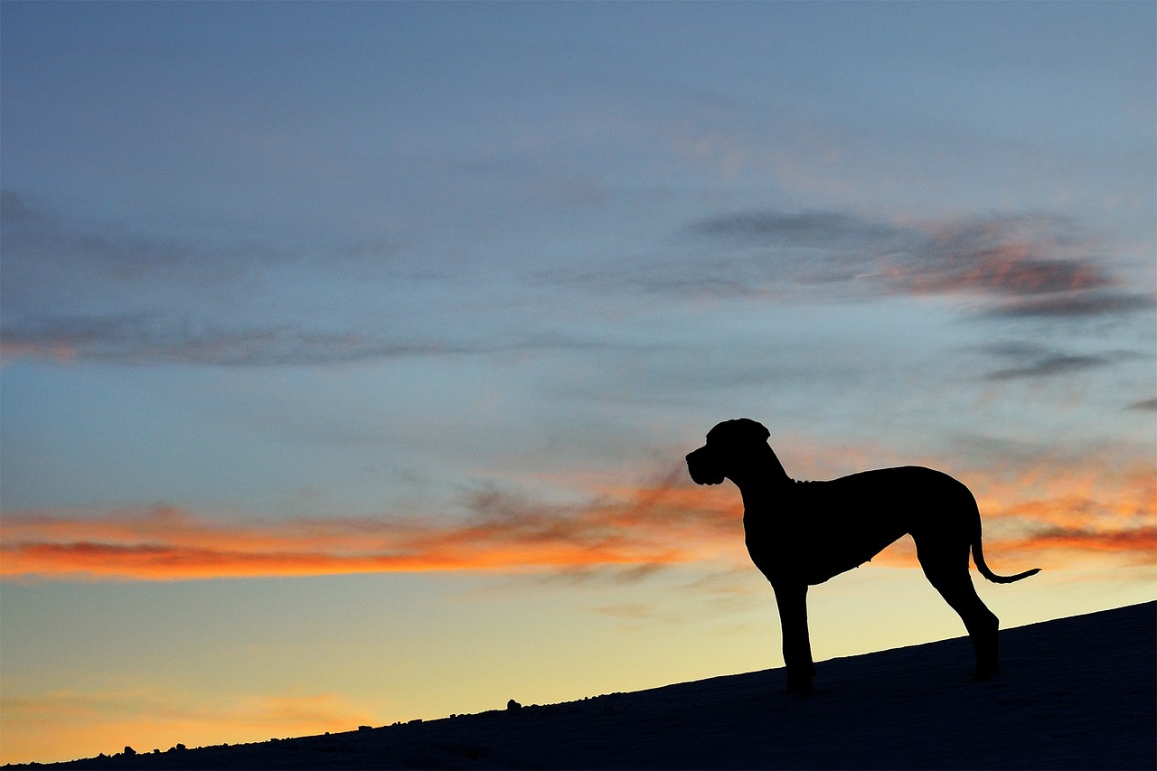 Deutsche Dogge Silhouette - Kostenloses Foto auf Pixabay - Pixabay