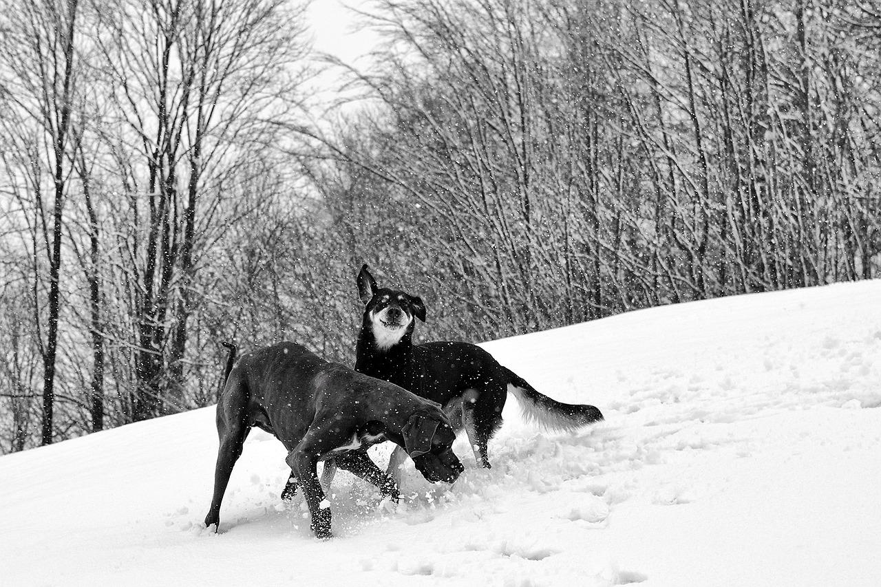 Snow Two Dogs Great - Free photo on Pixabay - Pixabay