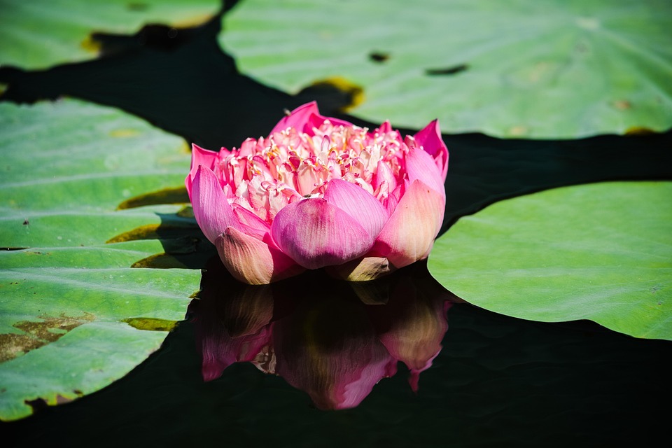 Pink Lotus Shower Sample Menu - Free photo on Pixabay - Pixabay