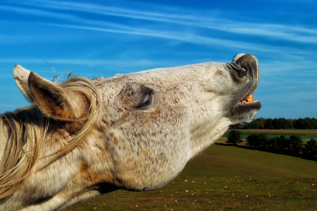 Natureza Animal Animais Selvagens - Foto gratuita no Pixabay - Pixabay