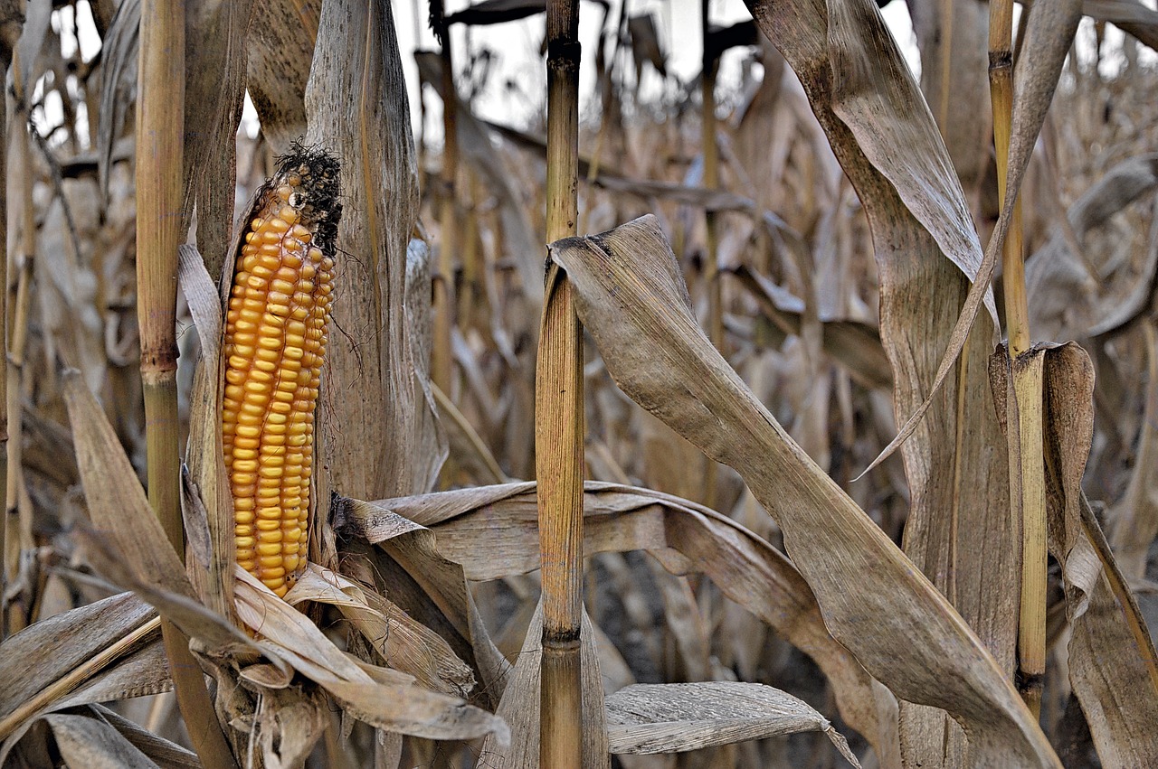 Corn Wallpaper Nature