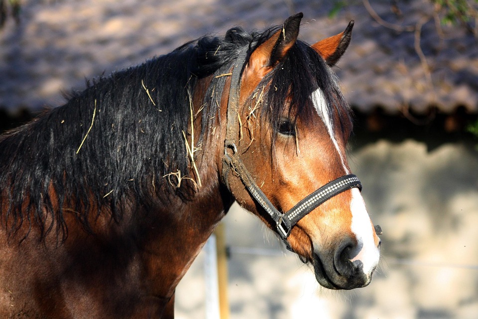 Caballo Animal Naturaleza - Foto gratis en Pixabay