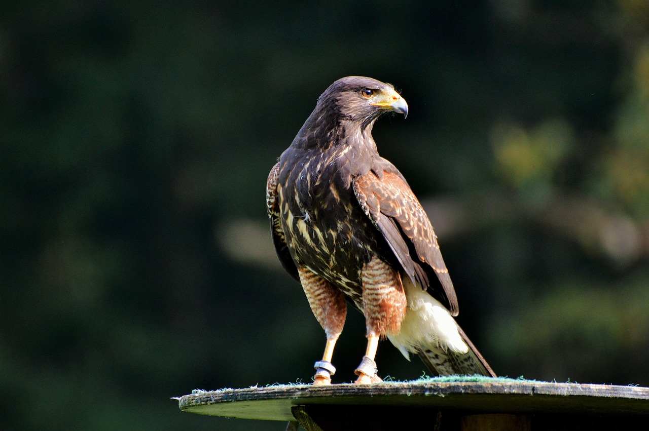 1,000+ Free Falcons & Peregrine Falcon Photos - Pixabay