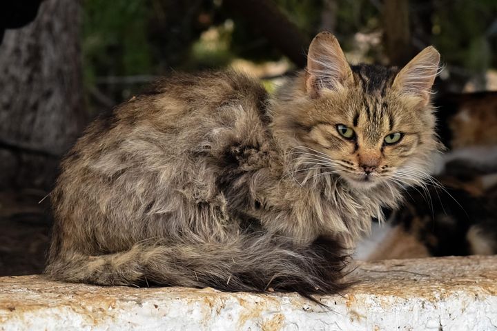 1,000+ Free Stray & Cat Images