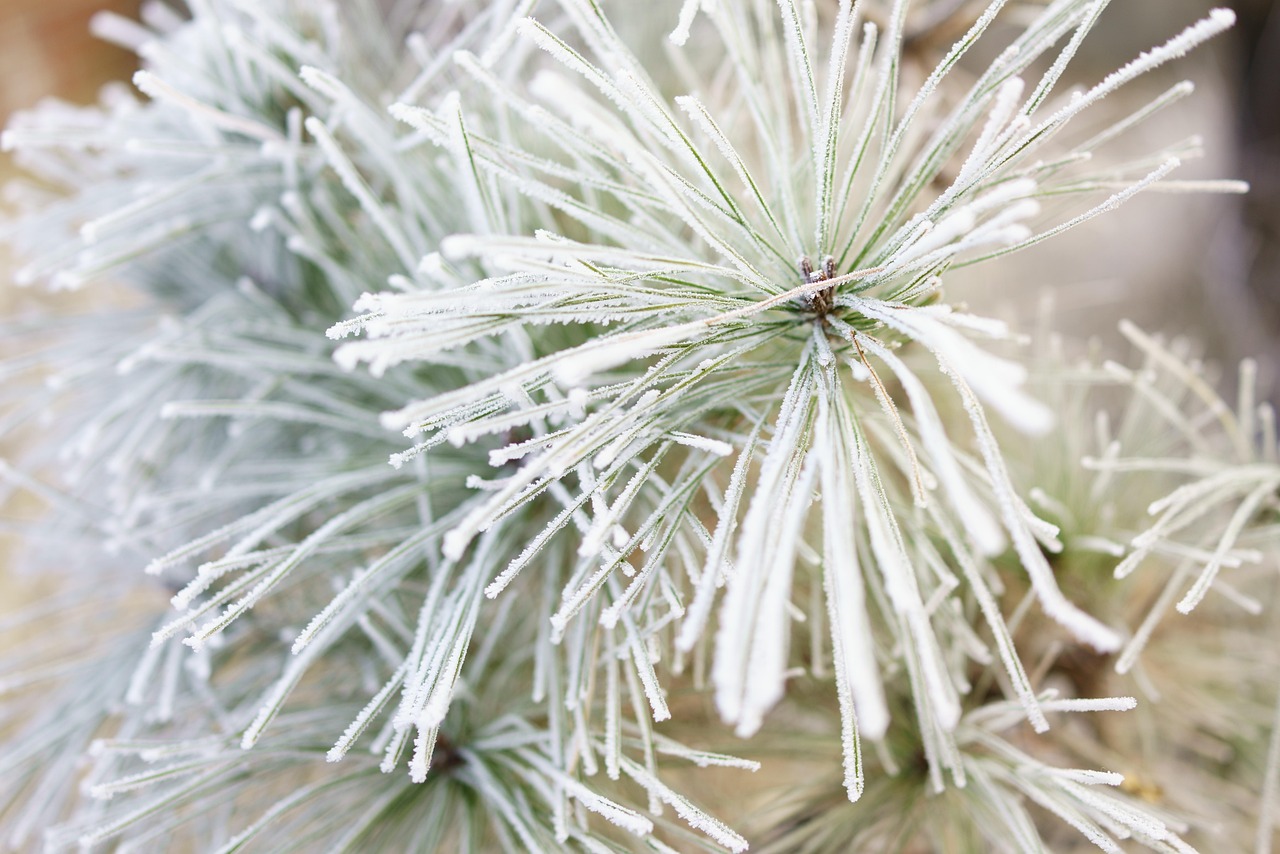 90+ Free Congrats & Nature Images - Pixabay