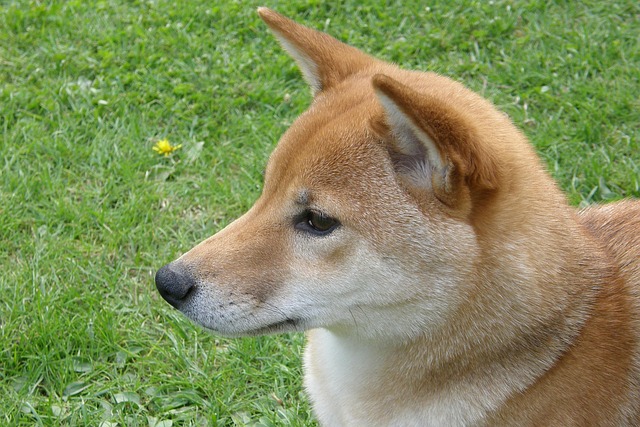 Dog Nature Snout - Free photo on Pixabay - Pixabay