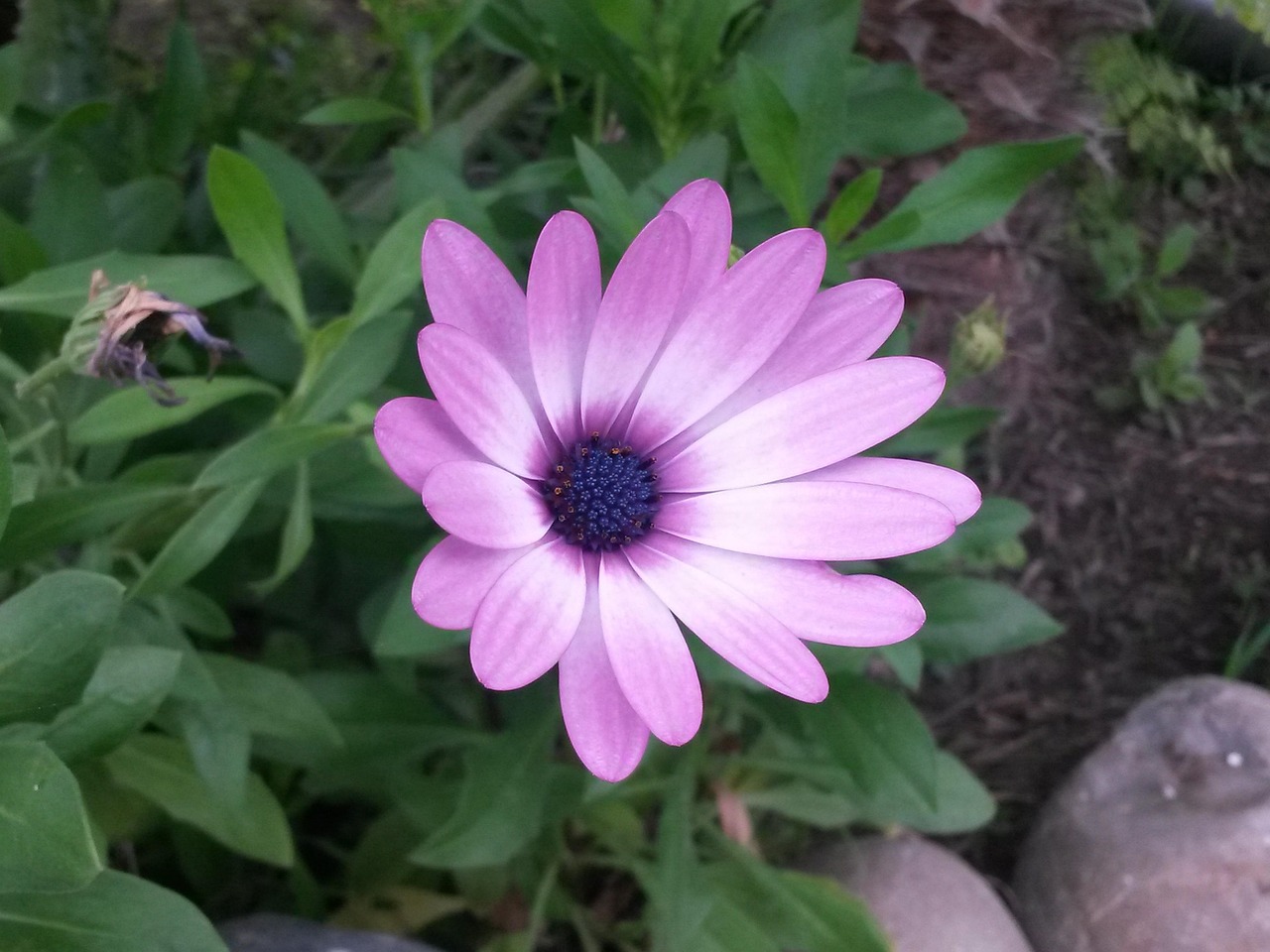 Plant Flower Nature - Free photo on Pixabay - Pixabay
