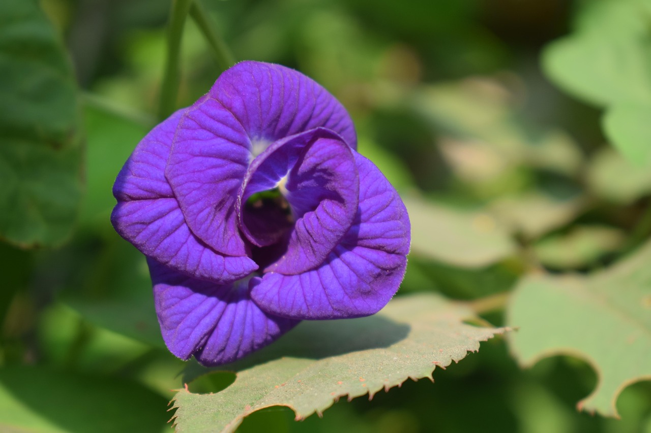 Fleur Flore Nature - Photo gratuite sur Pixabay - Pixabay