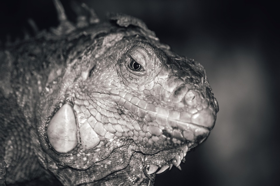 Iguana Lagarto Macro - Foto gratuita no Pixabay - Pixabay