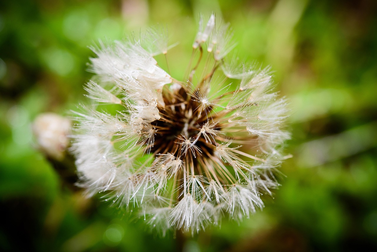 Macro Shooting Flower Pictures - Free photo on Pixabay - Pixabay