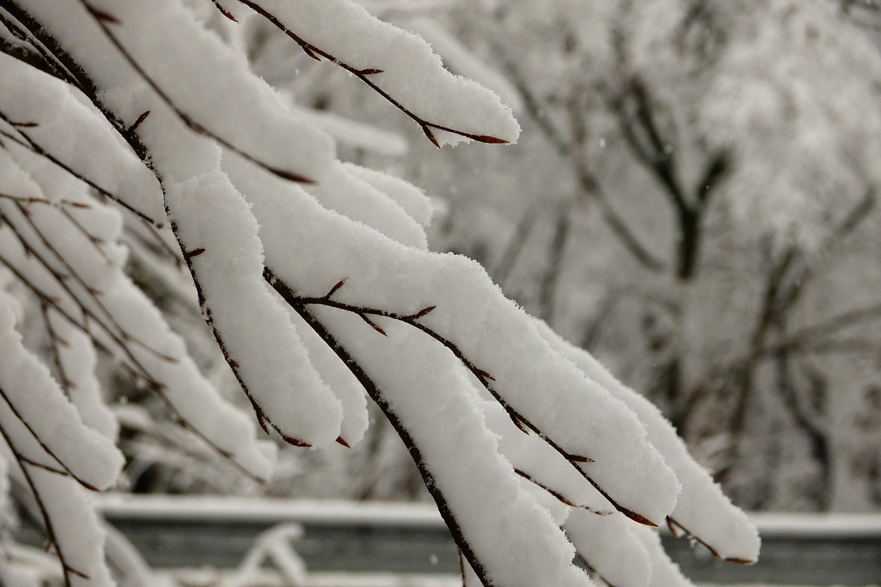 Snowy Branches Snow Winter - Free photo on Pixabay