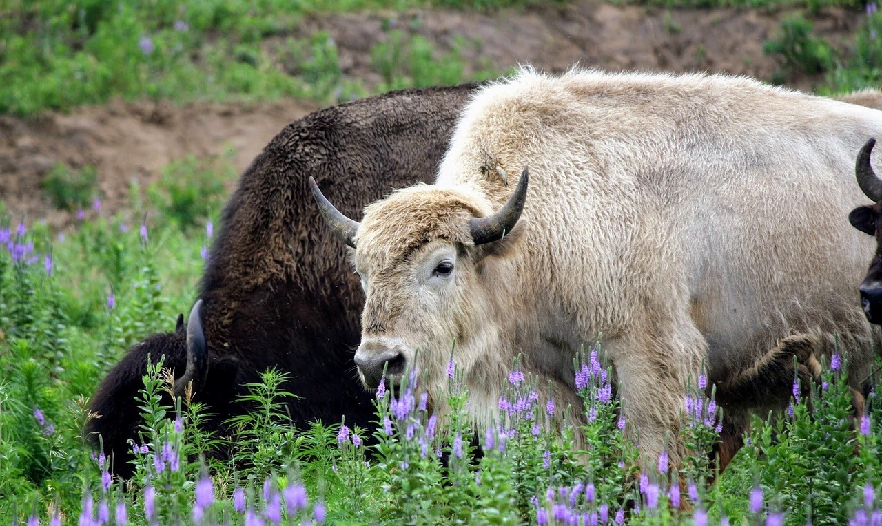 Buffalo White Rare - Free photo on Pixabay - Pixabay