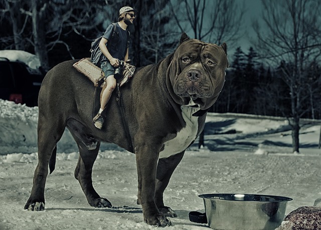 Anjing Juru Potret Musim Dingin - Foto gratis di Pixabay - Pixabay