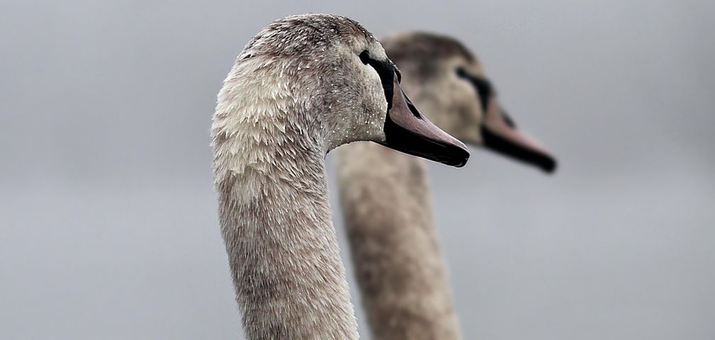 3,000+ Free Pride & Swan Images