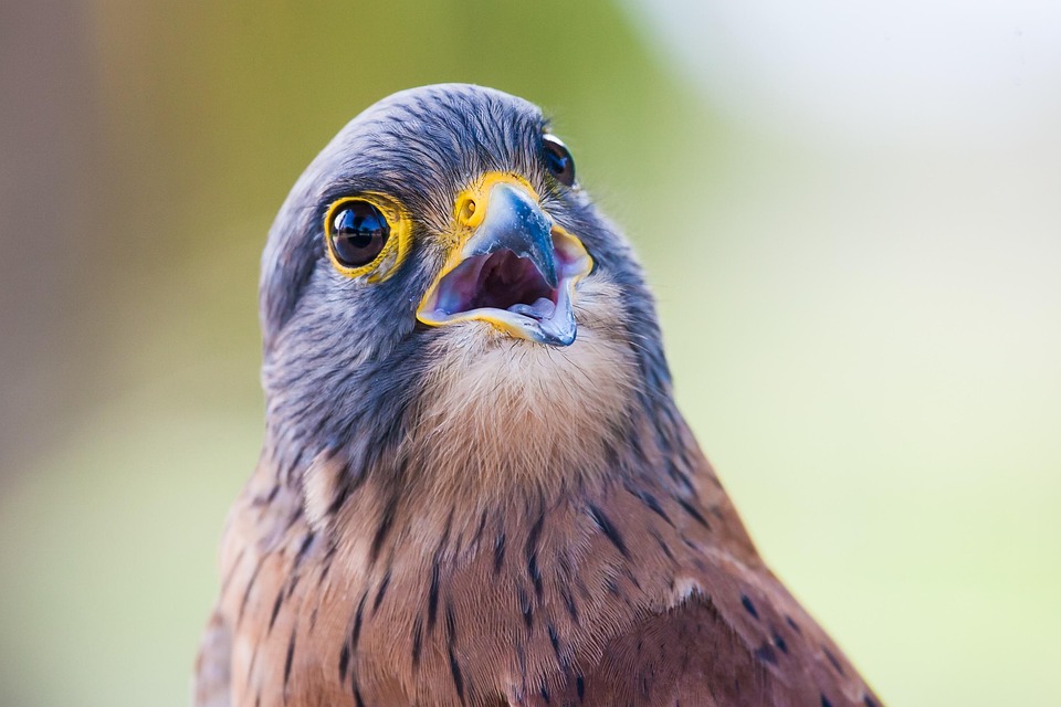 Portrait Of A Rock Kestrel Head - Free photo on Pixabay