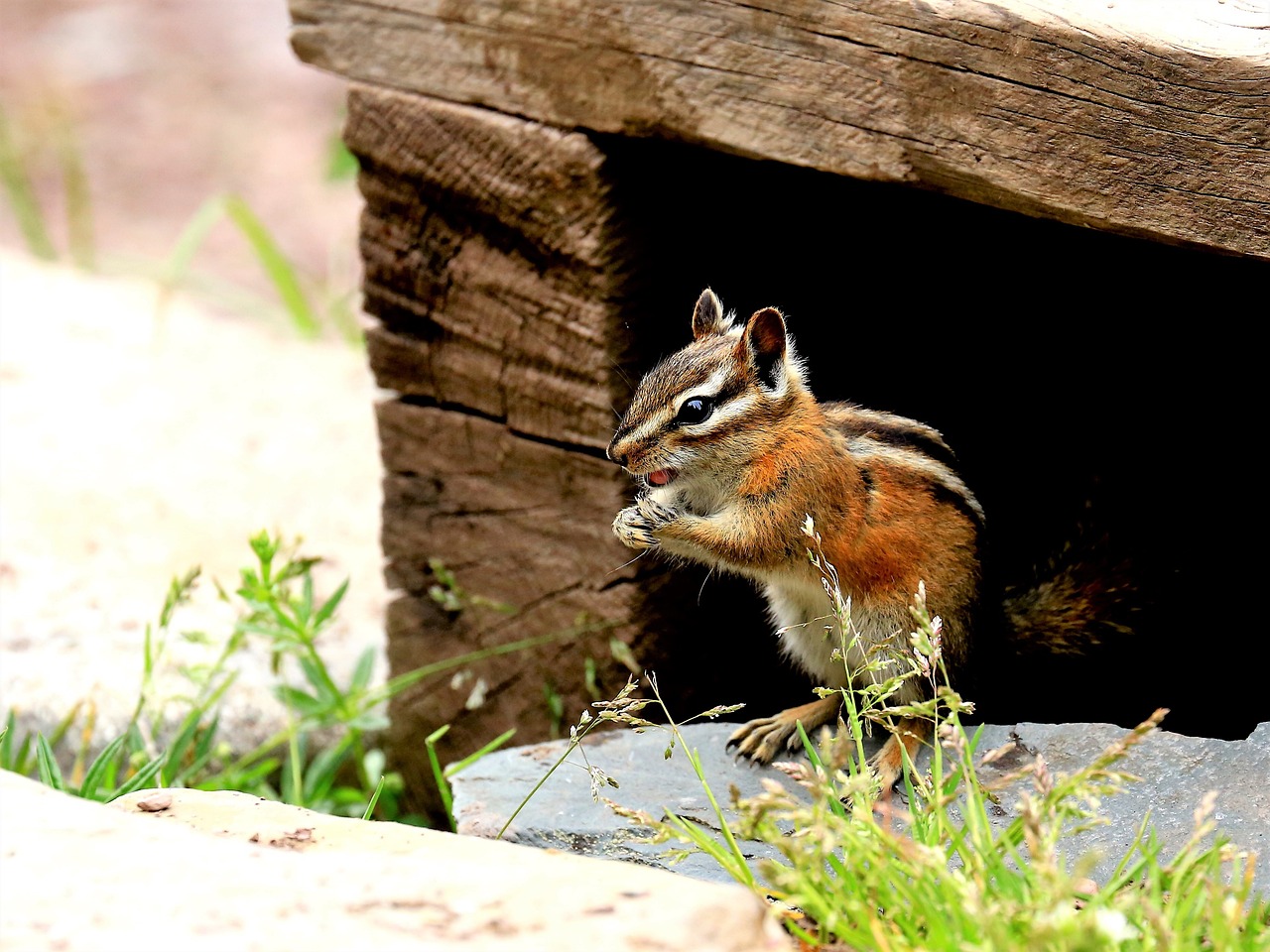 Ardilla Naturaleza Fauna Silvestre - Foto gratis en Pixabay - Pixabay