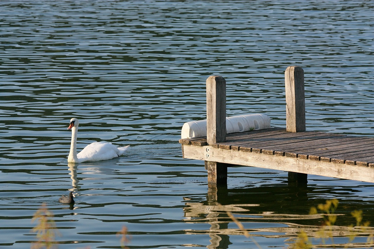 Web Cisne Pato Orilla Del - Foto gratis en Pixabay - Pixabay