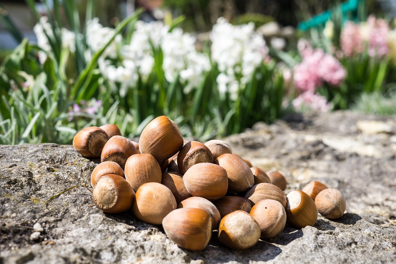 Noisettes Noisette Aliments - Photo gratuite sur Pixabay - Pixabay