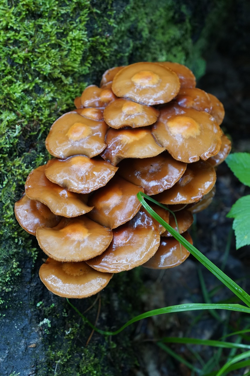 Cogumelos Verão Floresta Cogumelo - Foto gratuita no Pixabay - Pixabay