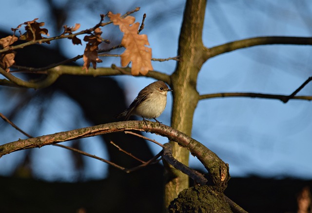 Cendrillon Petit Oiseau Oiseaux À - Photo gratuite sur Pixabay - Pixabay