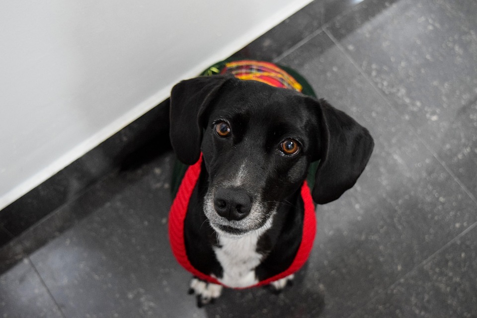 Dog Doggo Christmas - Free photo on Pixabay - Pixabay