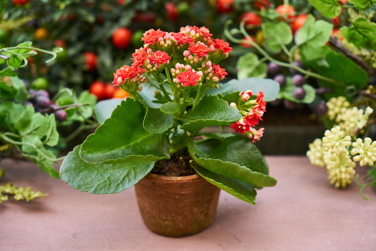 Flower Vase Nature - Free photo on Pixabay - Pixabay