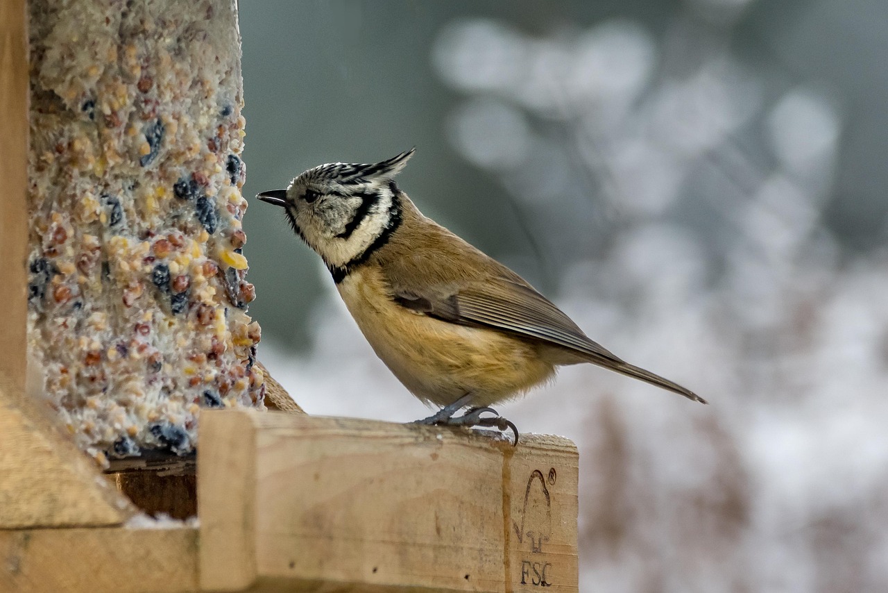 Natuur Vogel Klein Dieren In Het - Gratis foto op Pixabay - Pixabay