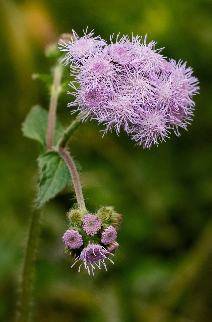 Flora Nature Flower - Free photo on Pixabay - Pixabay
