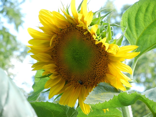 Natur Flora Blad - Gratis foto på Pixabay - Pixabay