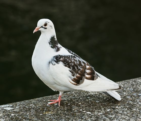 400+ kostenlose Weiße Taube und Taube-Bilder