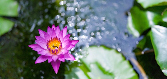 Nature Flore Fleur - Photo gratuite sur Pixabay - Pixabay