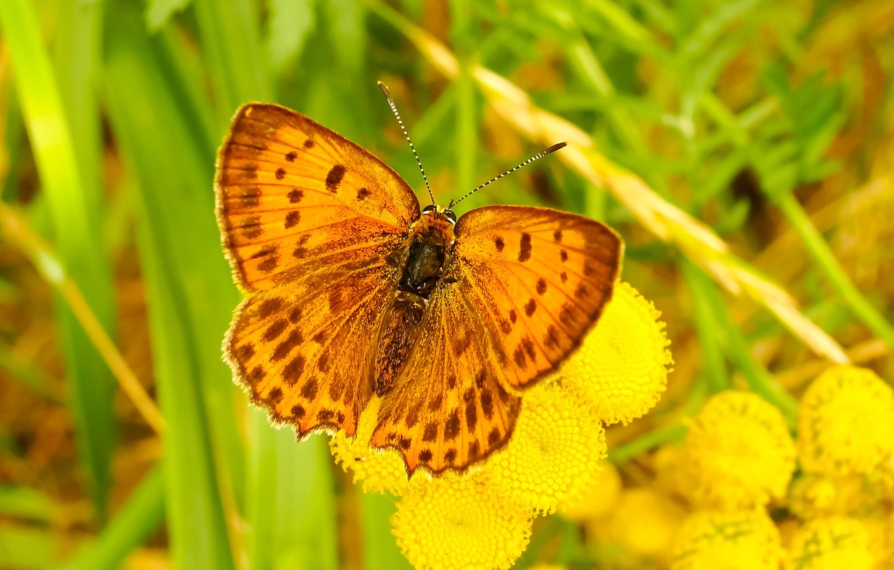 Nature Les Papillons Diurnes - Photo gratuite sur Pixabay - Pixabay