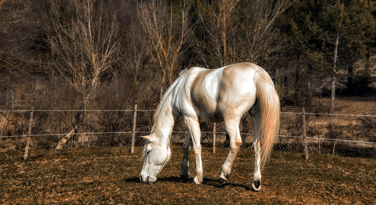 Horse Tree Field - Free photo on Pixabay - Pixabay
