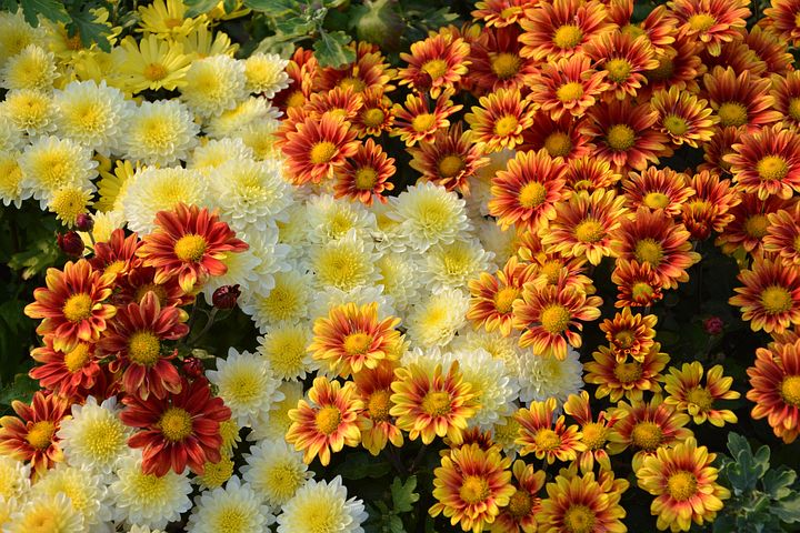 500+ kostenlose Blumenbilder und Blumenbild-Bilder - Pixabay