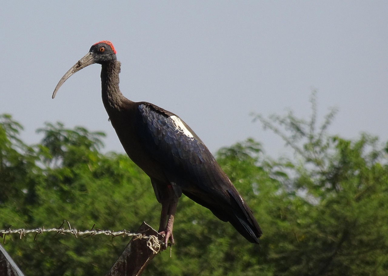 Pájaro Rojo Nuca Ibis Pseudibis - Foto gratis en Pixabay