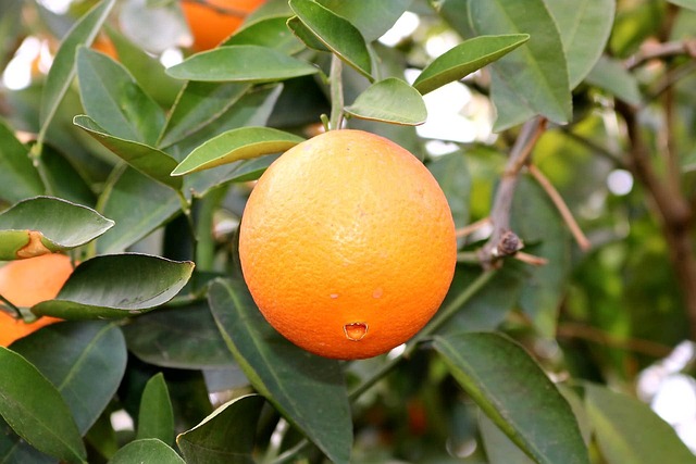 Fruta Hoja Naturaleza - Foto gratis en Pixabay - Pixabay