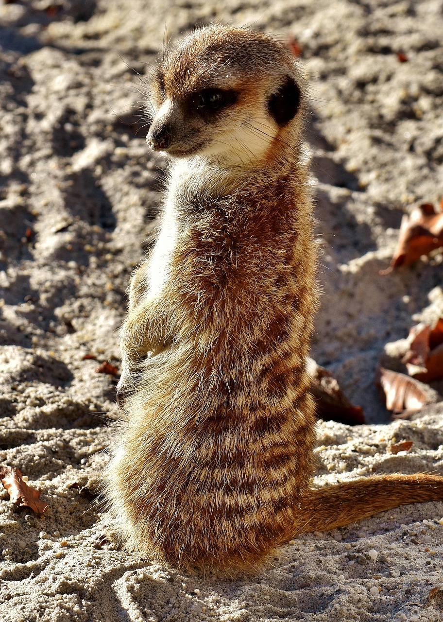 Suricata Animal Natureza Jardim - Foto gratuita no Pixabay - Pixabay