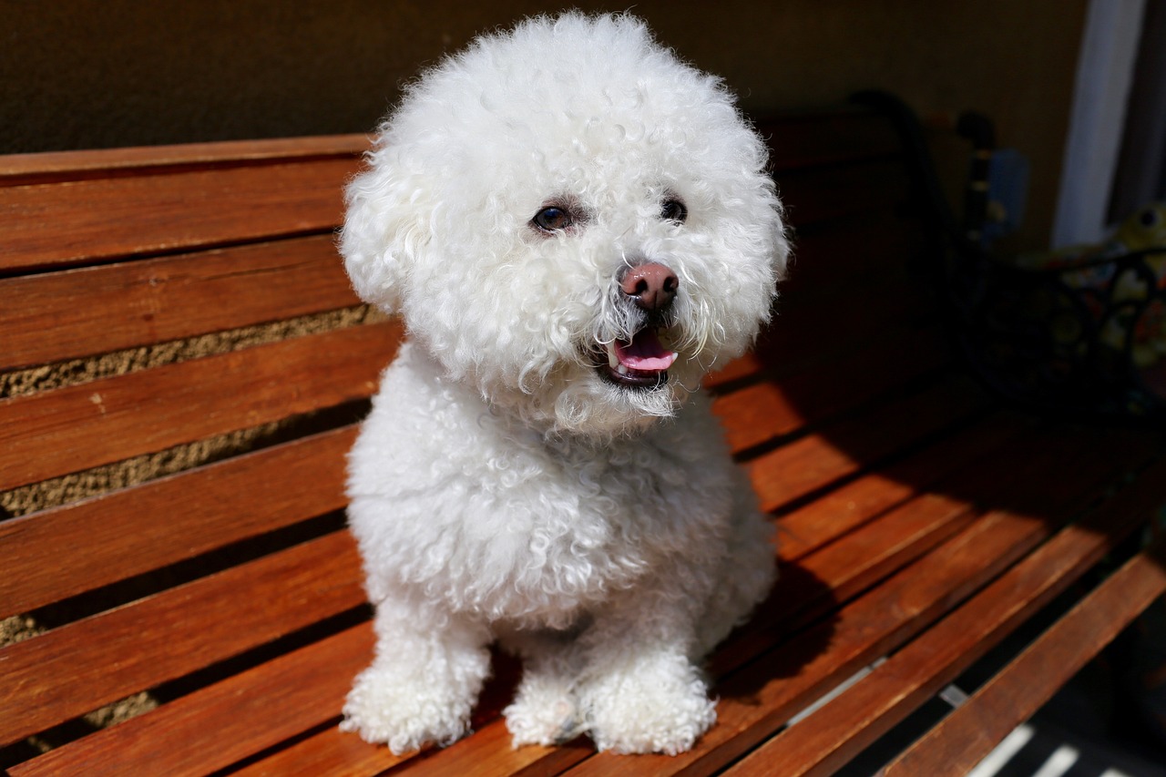 Dog White Animal - Free photo on Pixabay - Pixabay
