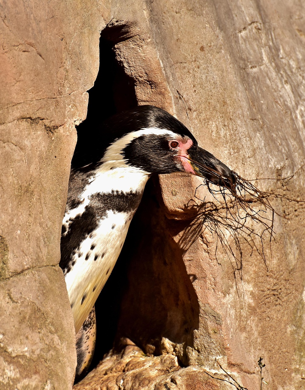 Manchot Animal Construction Du Nid - Photo gratuite sur Pixabay - Pixabay